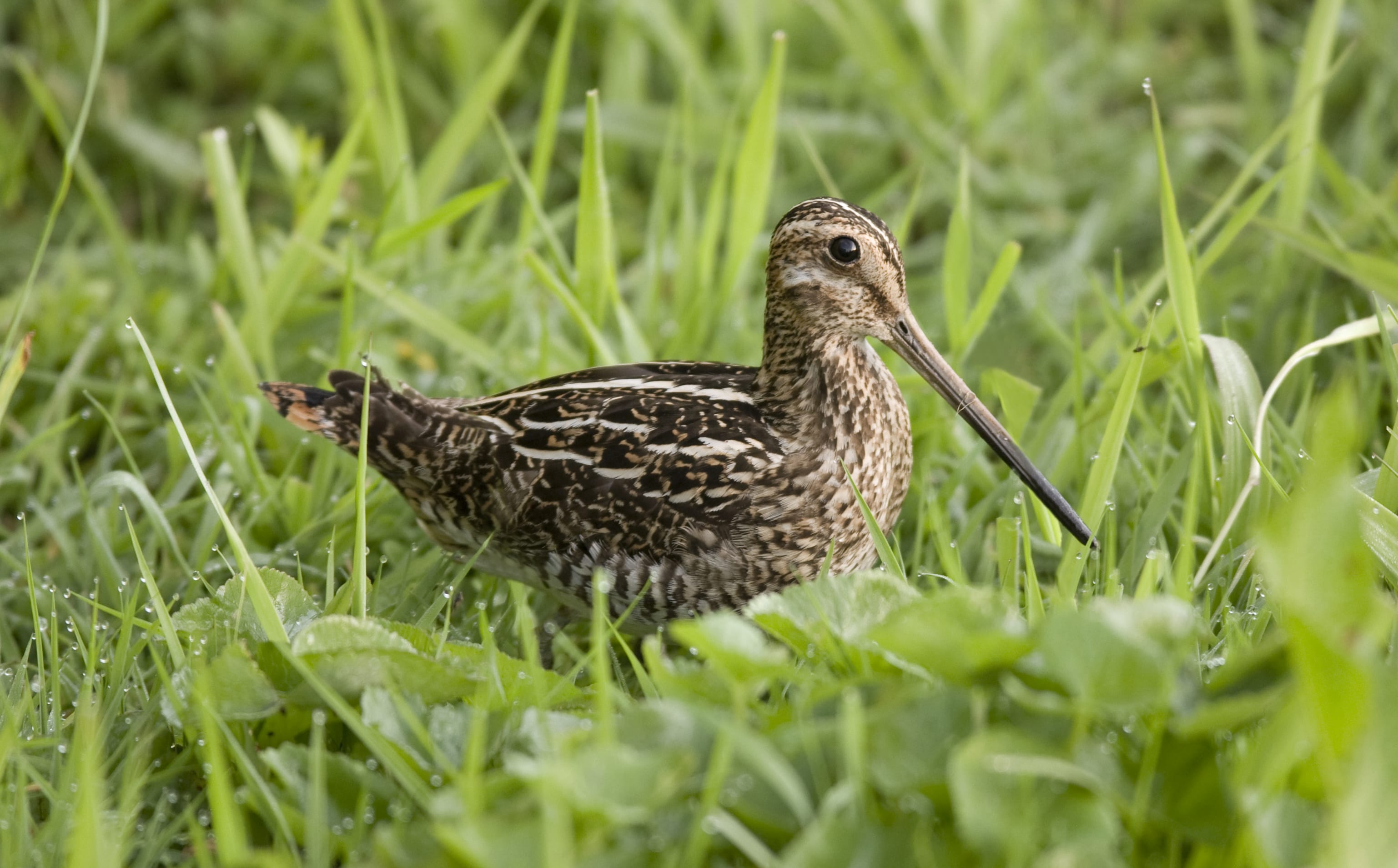 The Legend of Snipe Hunting - Only In Arkansas