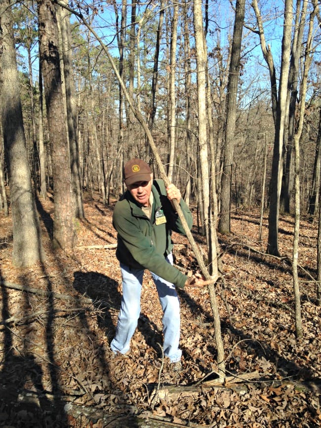 Arkansas Signal Trees - Only In Arkansas