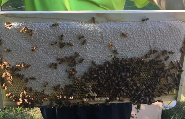 The Buzz About Beekeeping in Arkansas - Only In Arkansas