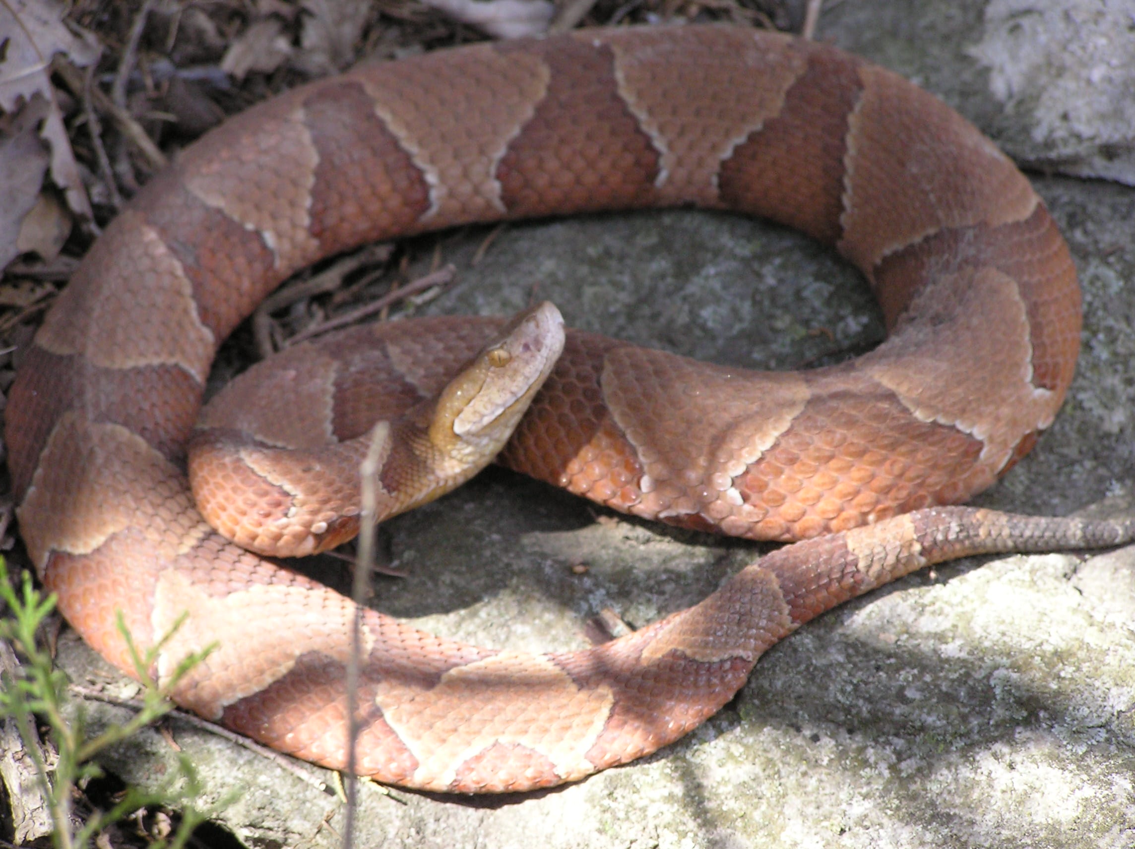 Snakes in Arkansas – Breaking Down Barriers - Only In Arkansas