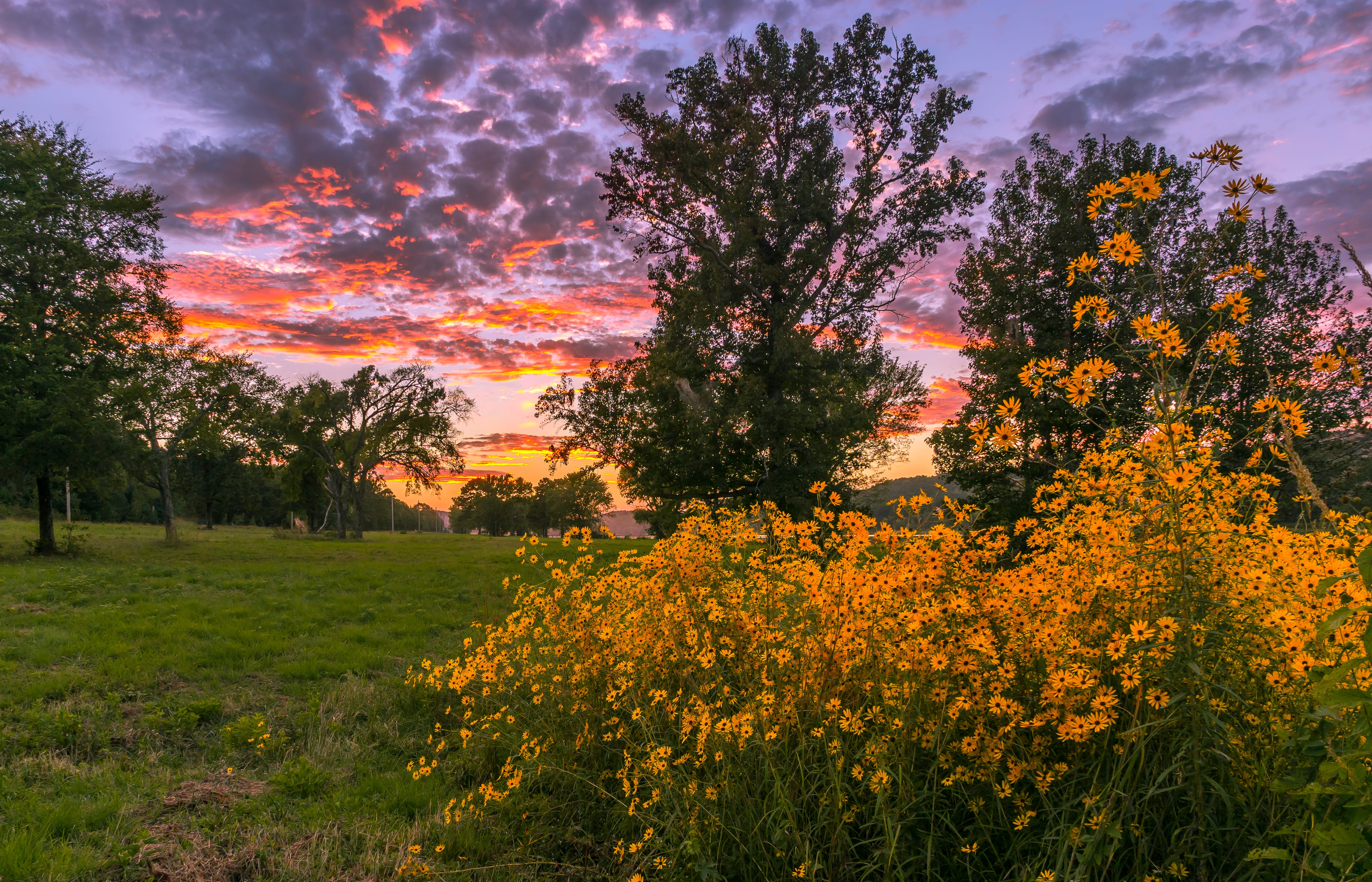 Photo of the Week: October Wildflowers - Only In Arkansas