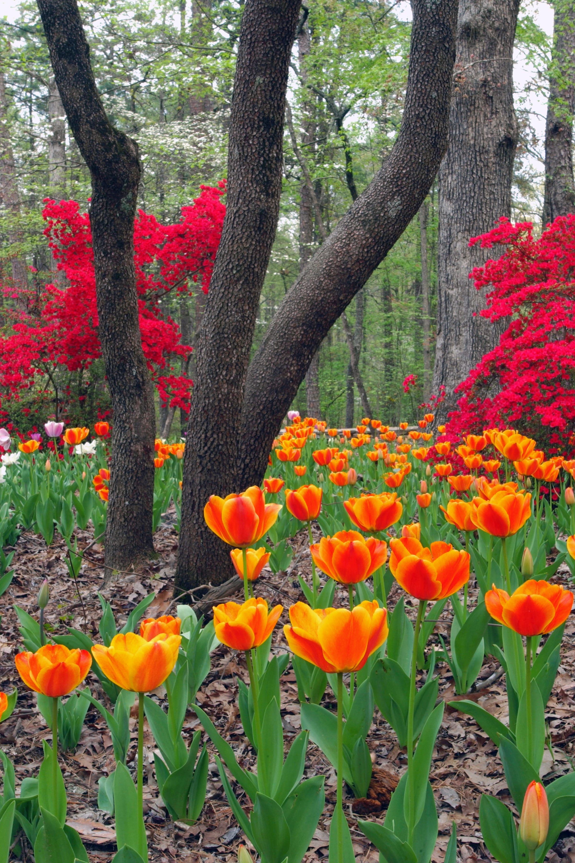 2017 Spring Flower Festivals + Tours - Only In Arkansas