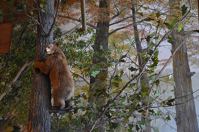 Witt Stephens Jr. Central Arkansas Nature Center - Only In Arkansas