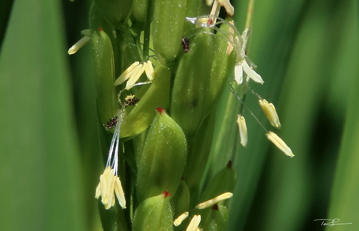 An Arkansas Original: Riceland Foods - Only In Arkansas