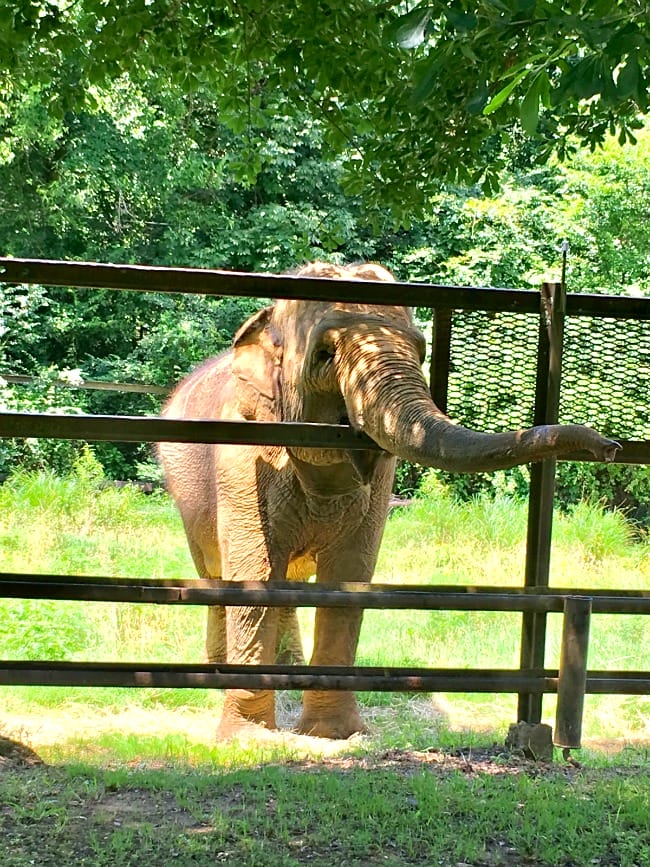 Experience Elephants in Arkansas - Only In Arkansas