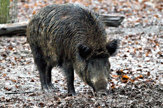 Wild Razorbacks of Arkansas - Only In Arkansas