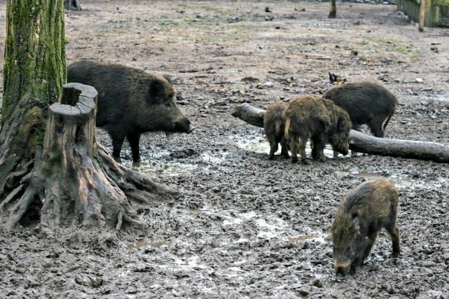Wild Razorbacks of Arkansas - Only In Arkansas