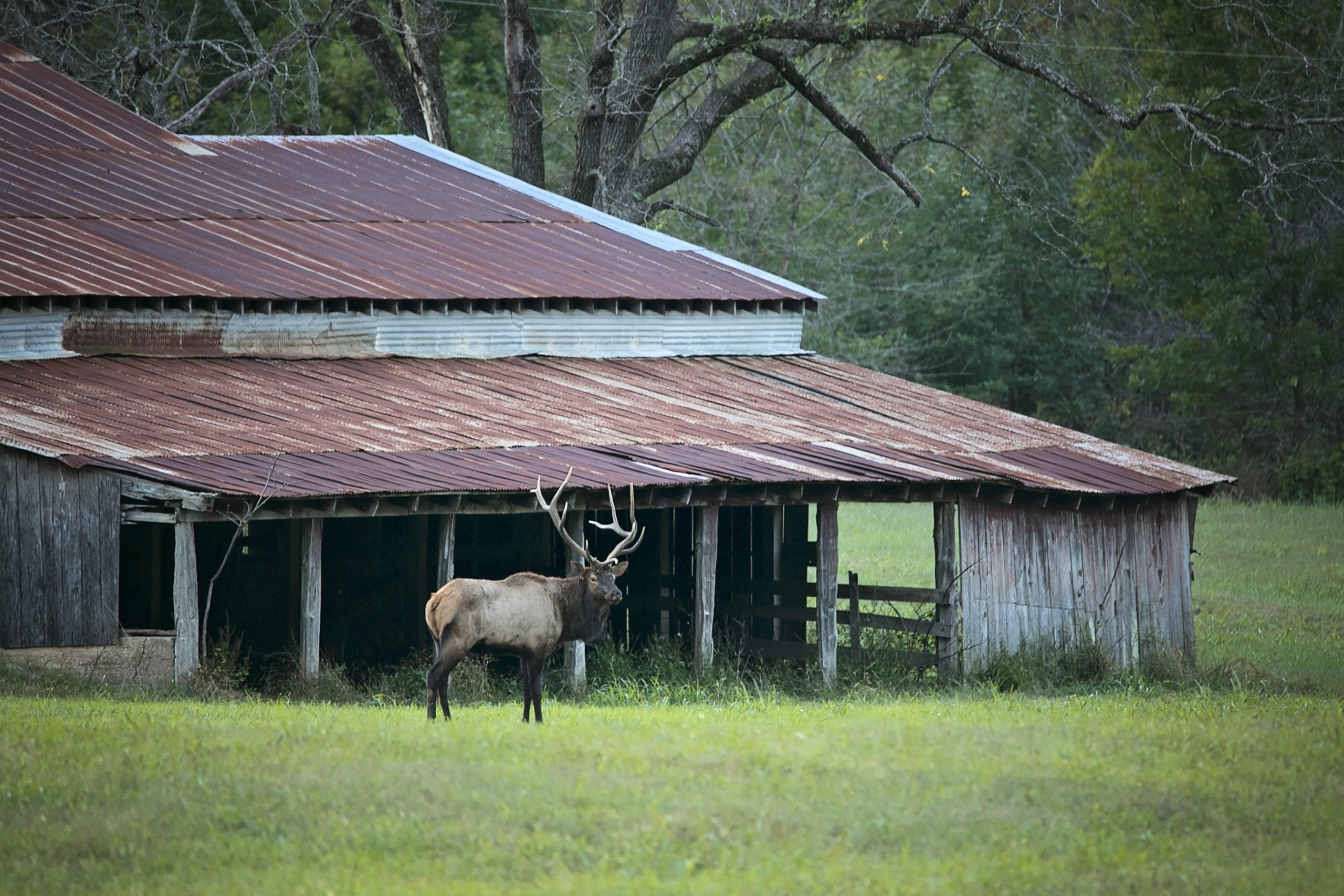 Photo of the Week: Bull Elk by the Barn - Only In Arkansas