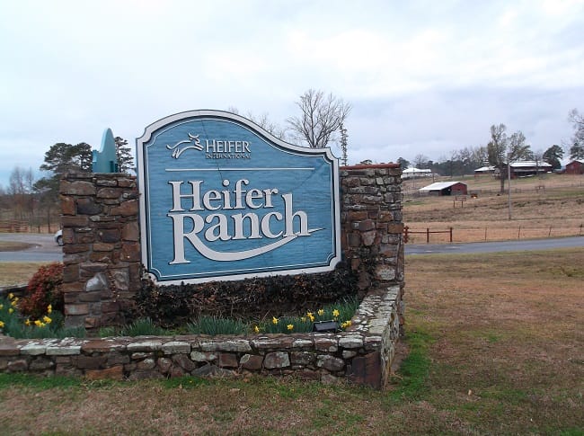 Goat Yoga & More: Dave’s Retreats at Heifer Ranch - Only In Arkansas