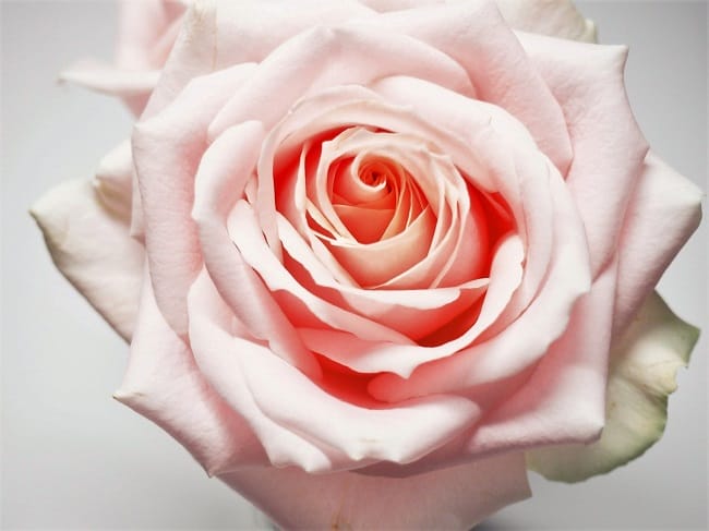 Victorian Flower Symbolism: Springtime in Arkansas - Only In Arkansas