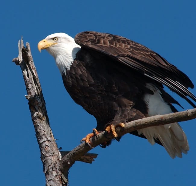 Native Birds of Arkansas - Only In Arkansas