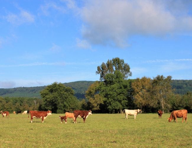 Double D Lazy T Ranch & Bed, Breakfast & Barn - Only In Arkansas