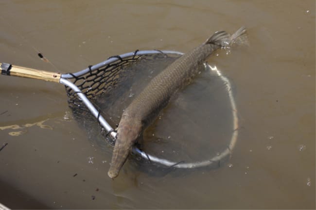 Preventing Extirpation of Arkansas's Alligator Gar - Only In Arkansas