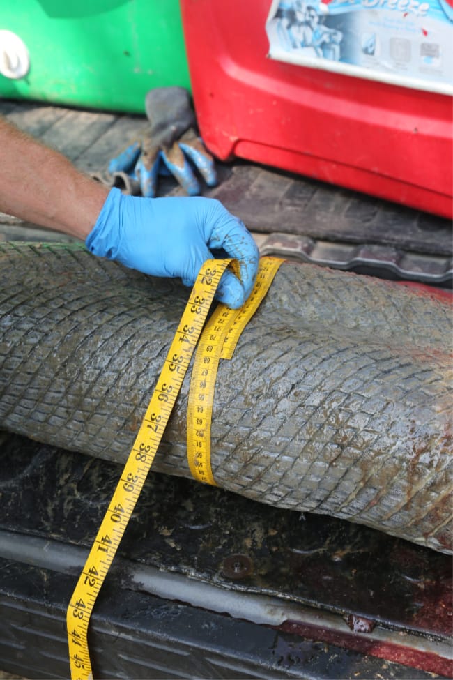 Preventing Extirpation of Arkansas's Alligator Gar - Only In Arkansas