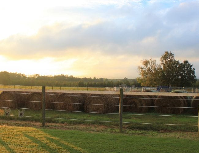 Double D Lazy T Ranch & Bed, Breakfast & Barn - Only In Arkansas