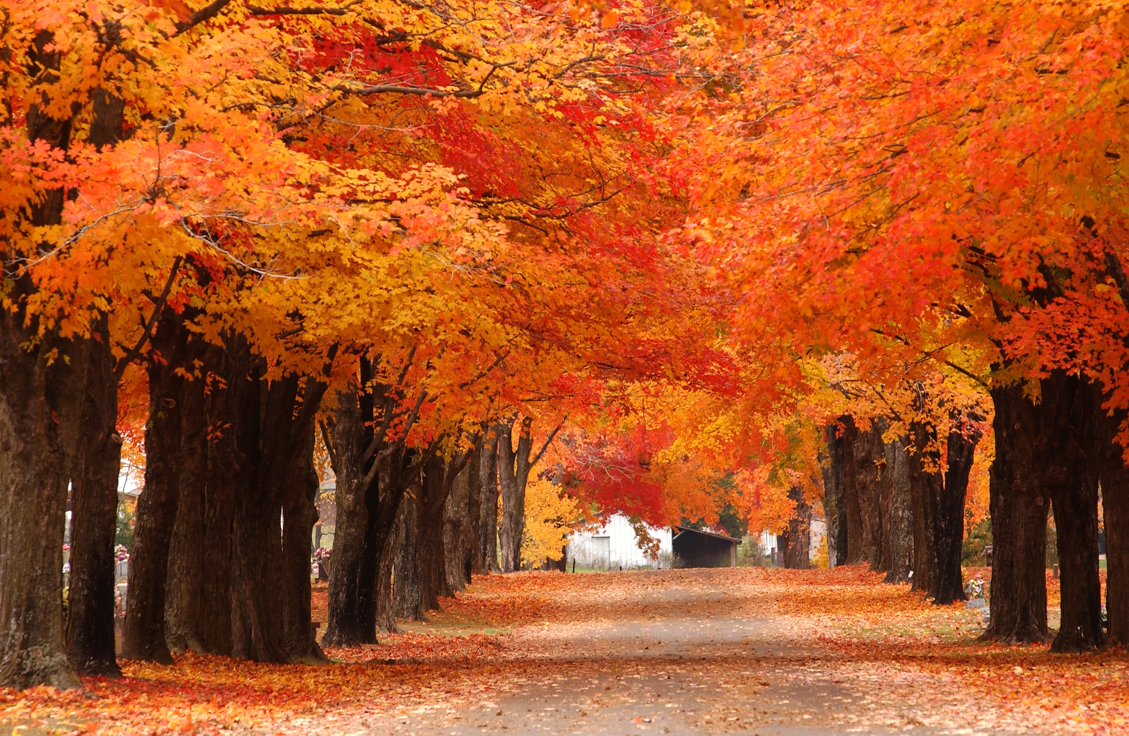 Photo of the Week: Fall Trees in Harrison - Only In Arkansas