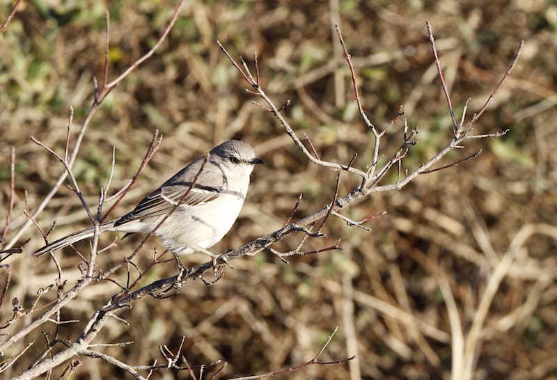 Arkansas State Symbols: Mockingbird - Only In Arkansas