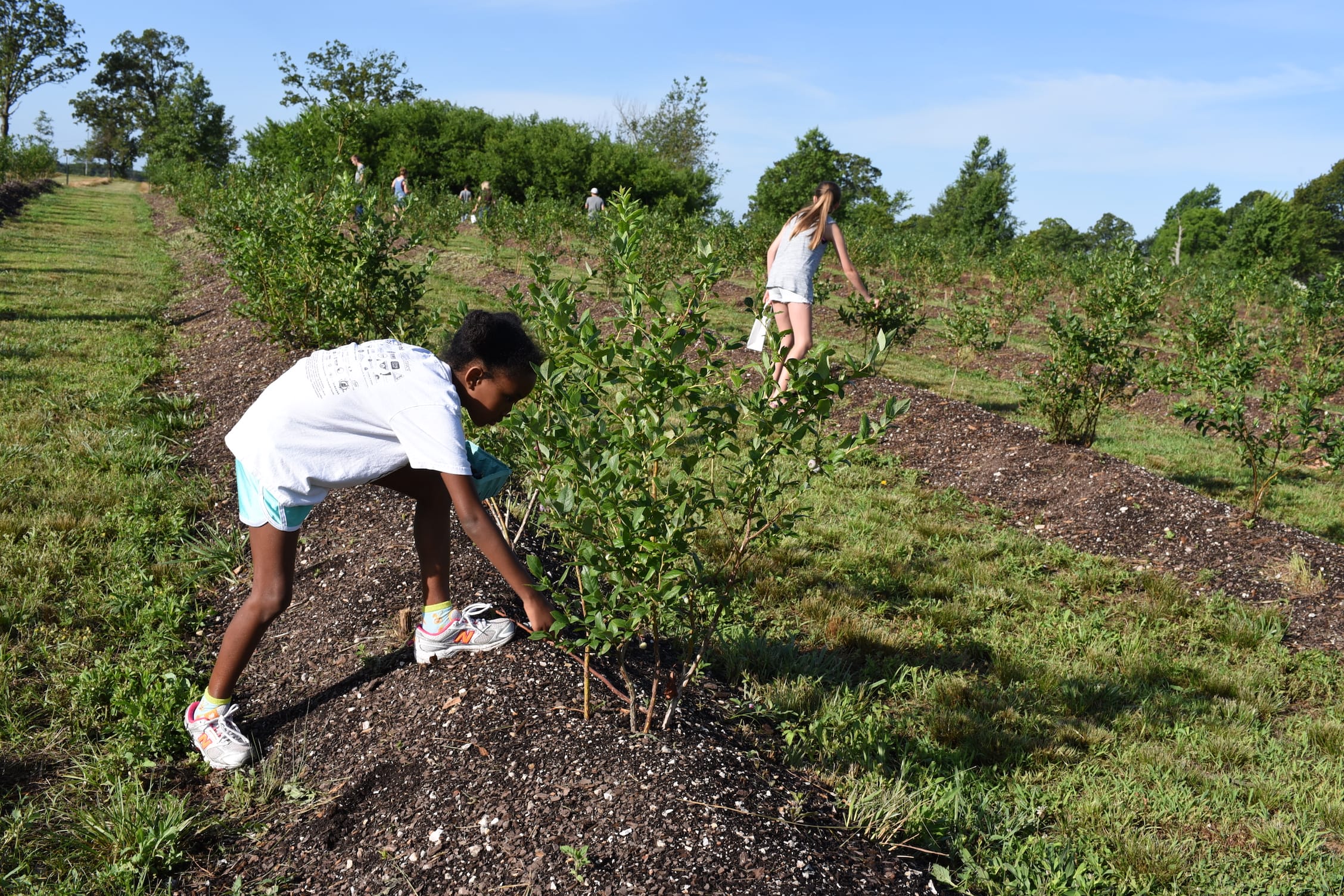 Growing Dreams at The Berry Farm in Bentonville - Only In Arkansas
