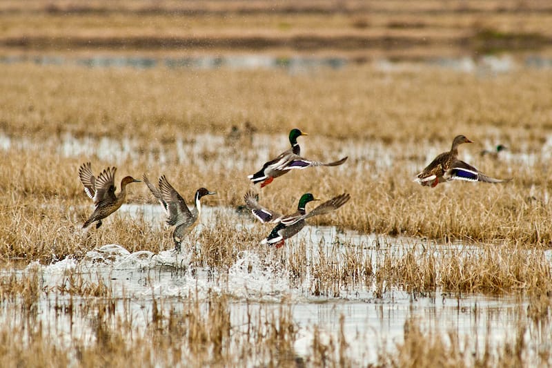 The Cache River and Cache River National Wildlife Refuge - Only In Arkansas