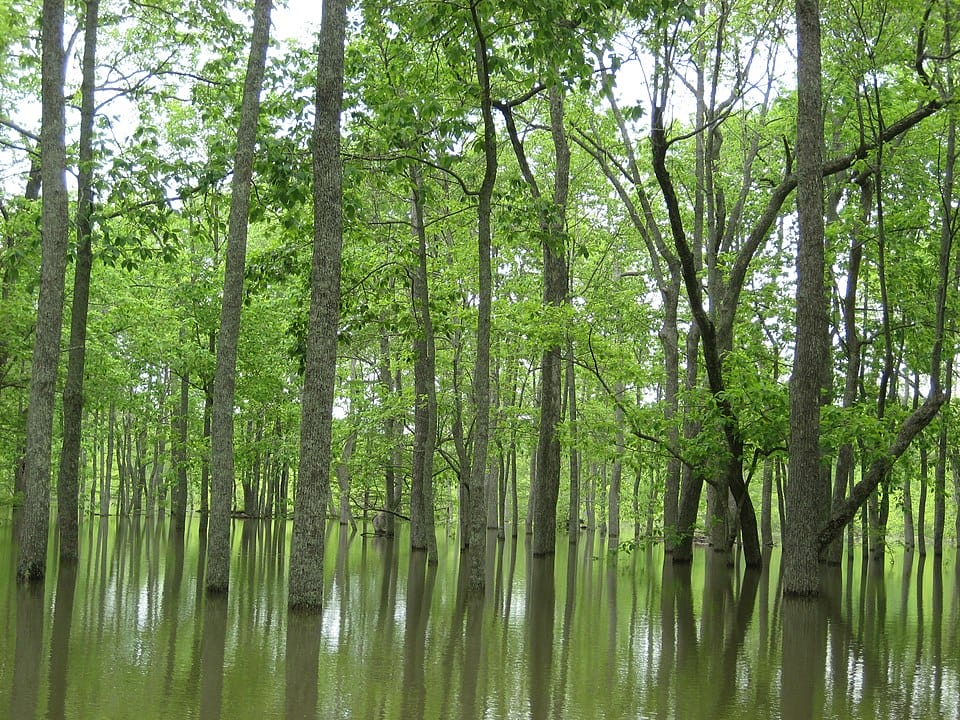 The Cache River and Cache River National Wildlife Refuge - Only In Arkansas