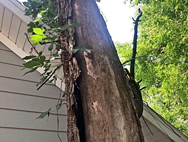 Create a Bat-Friendly Habitat - Only In Arkansas