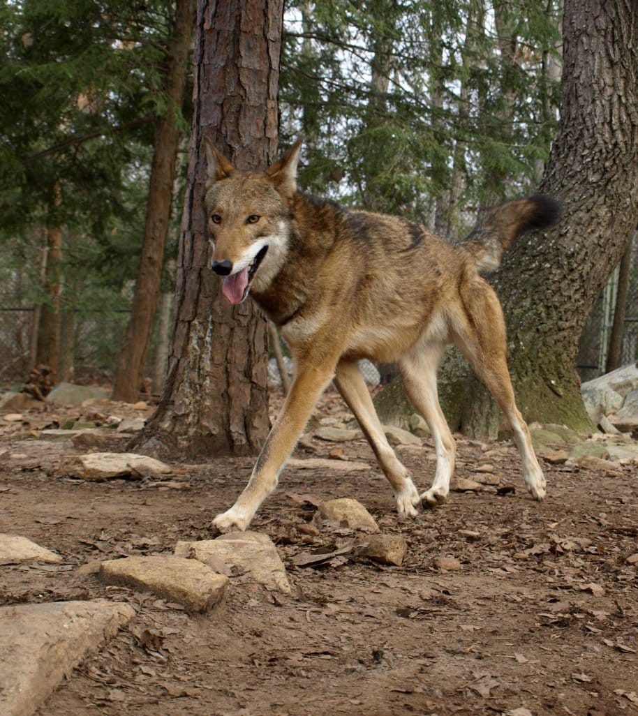 "Just Settling In" to Save the Red Wolves - Only In Arkansas