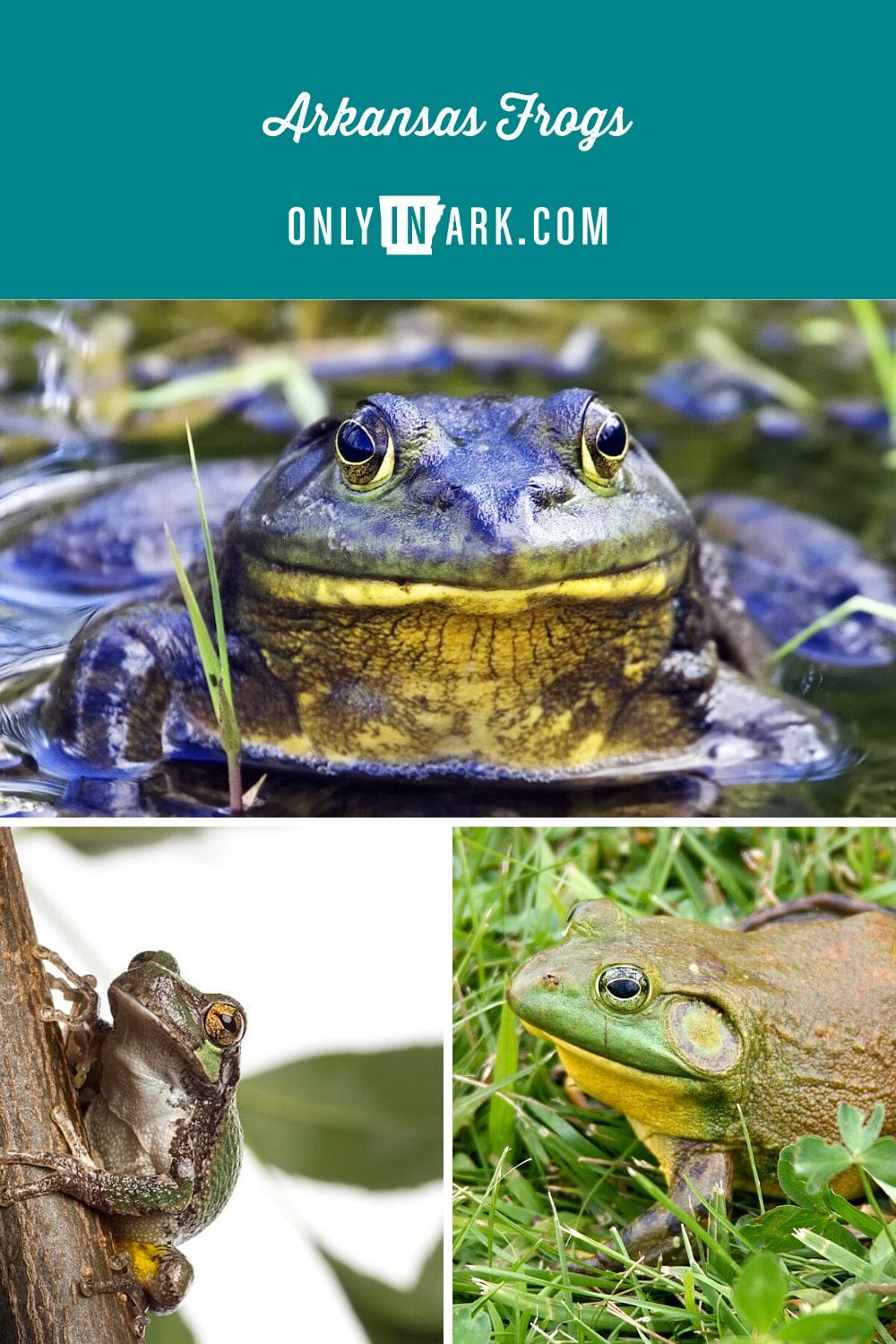 Arkansas Frogs - Only In Arkansas