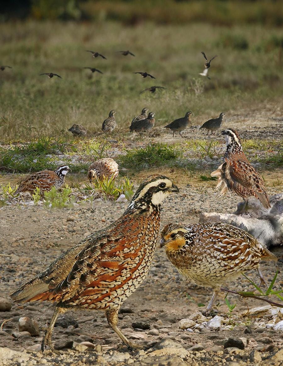 Where Have All the Bobwhite Gone? - Only In Arkansas