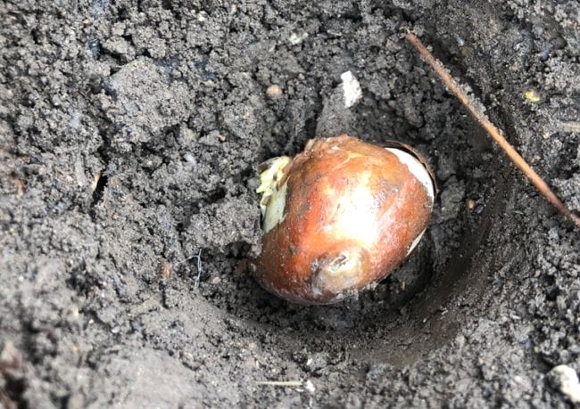 Planting Bulbs for Arkansas Spring Blooms - Only In Arkansas