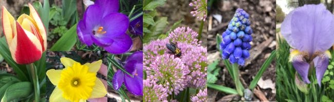 Planting Bulbs for Arkansas Spring Blooms - Only In Arkansas