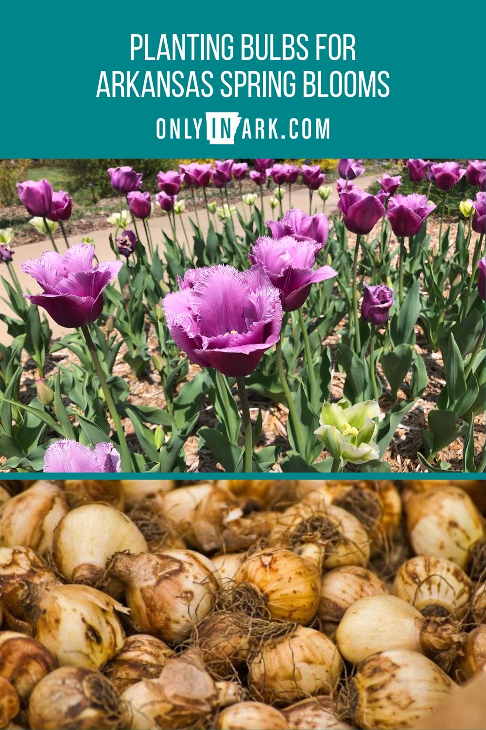 Planting Bulbs for Arkansas Spring Blooms - Only In Arkansas