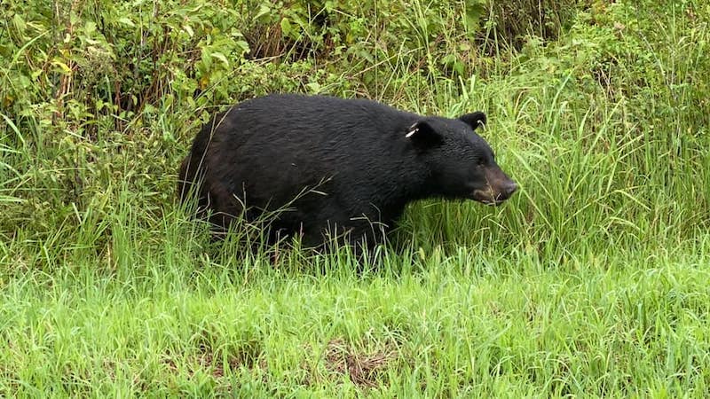 Bruno the Bear’s Summer Tour - Only In Arkansas