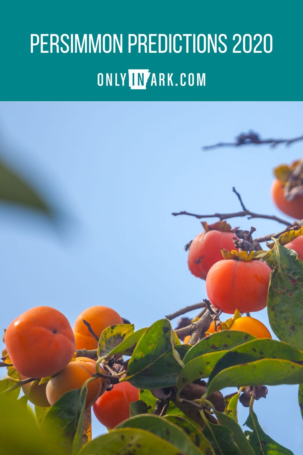 Persimmon Predictions 2020 - Only In Arkansas