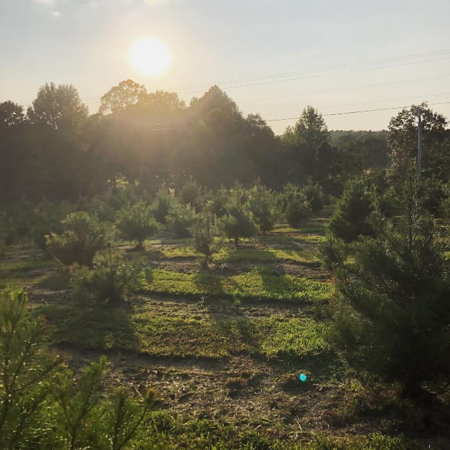 A Tale of Two Arkansas Christmas Tree Growers - Only In Arkansas