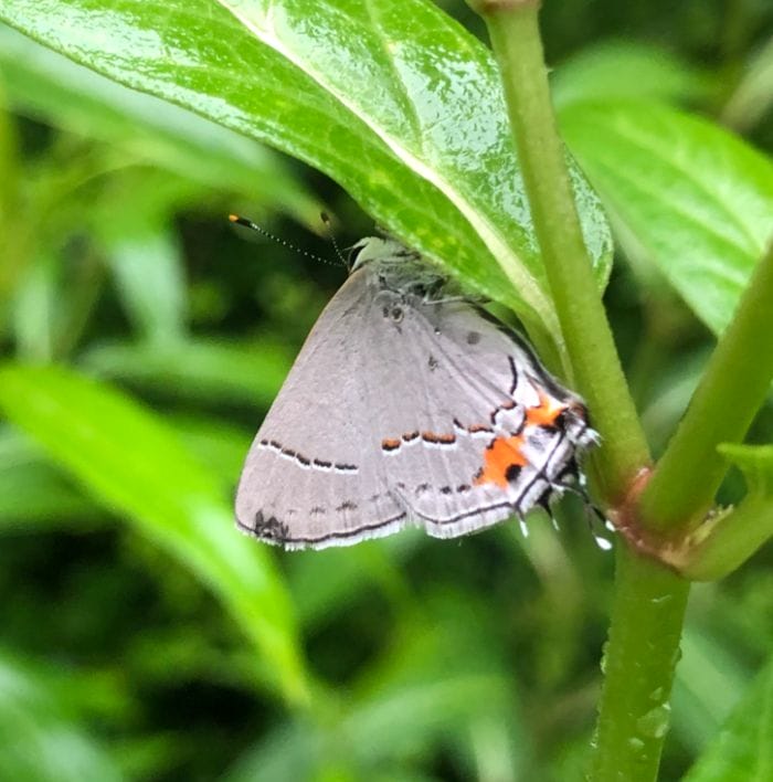 Butterflies in Arkansas - Only In Arkansas