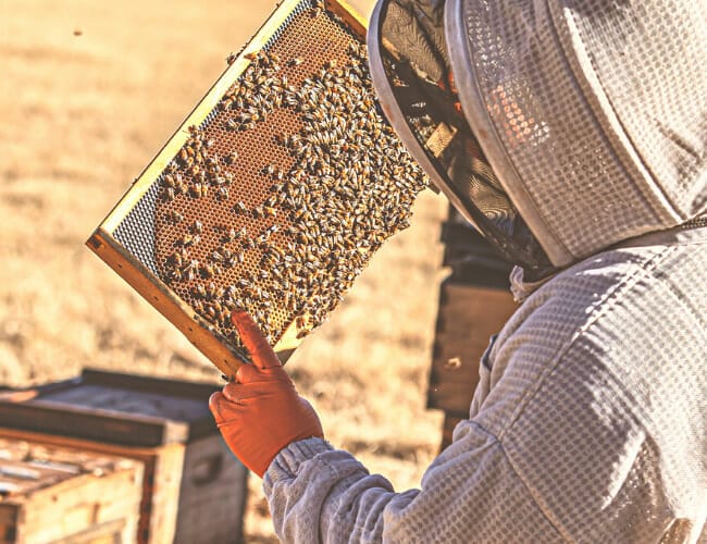 Catching the Local Buzz with Poulos Apiary - Only In Arkansas