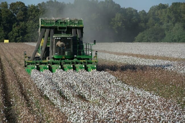 Arkansas Crops - Only In Arkansas