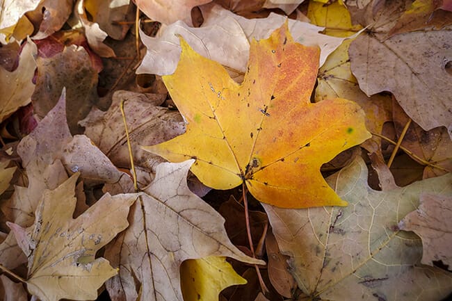 Ultimate NWA Fall Color Guide - Only In Arkansas