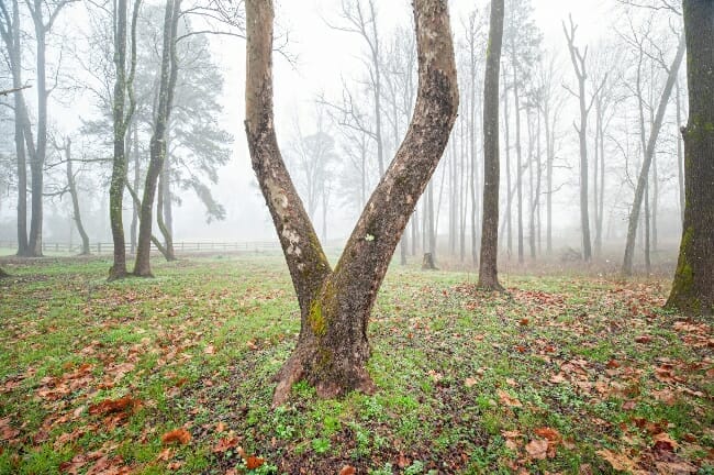 The Southwest Trail Through Arkansas - Only In Arkansas
