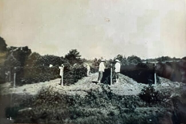 The Lavacaberry: Arkansas’s Original Berry - Only In Arkansas