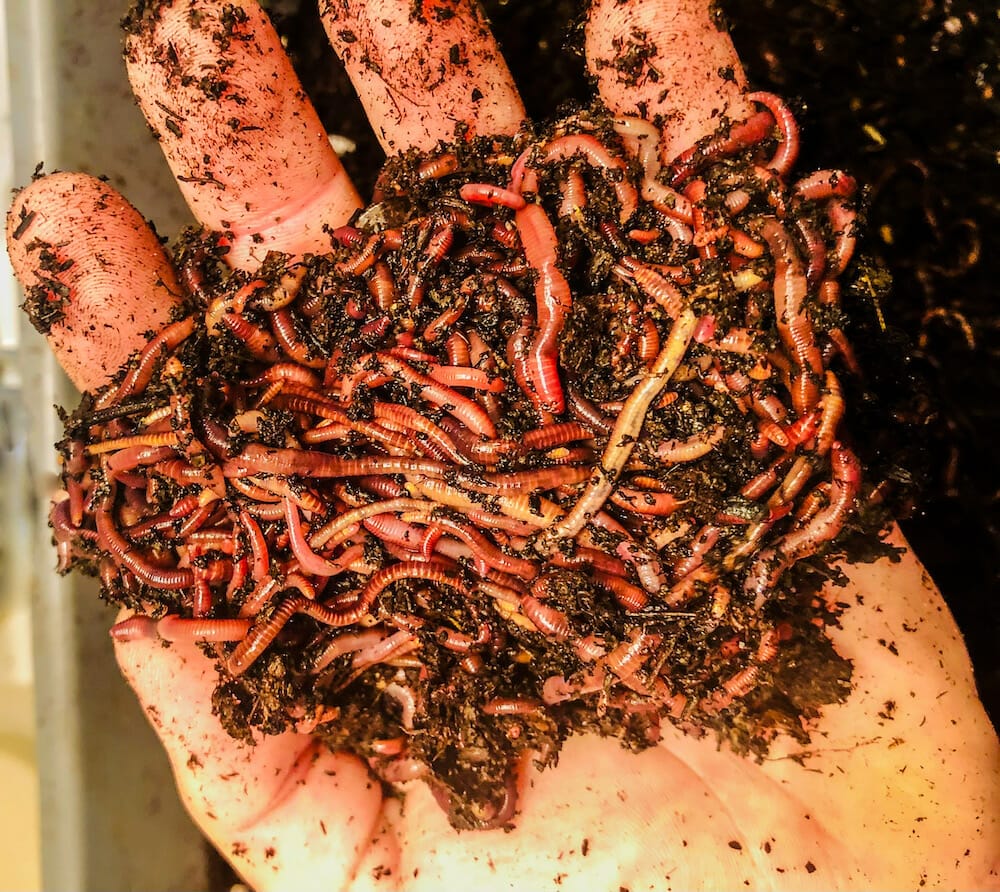 Ozark Worm Farms - Only In Arkansas