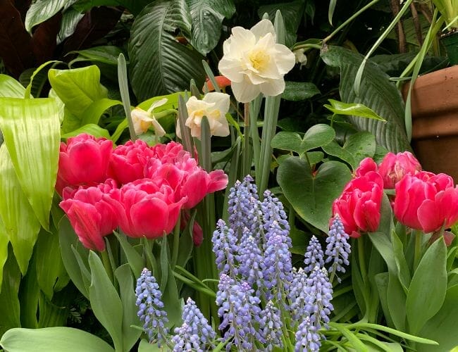 Best Places to Find Daffodils in Arkansas this Spring - Only In Arkansas