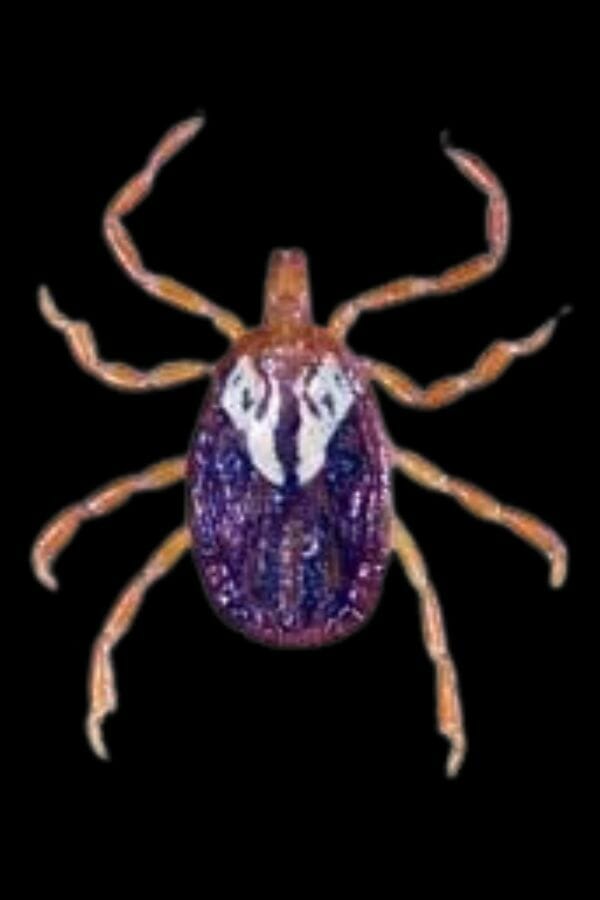 Identifying Ticks in Arkansas - Only In Arkansas