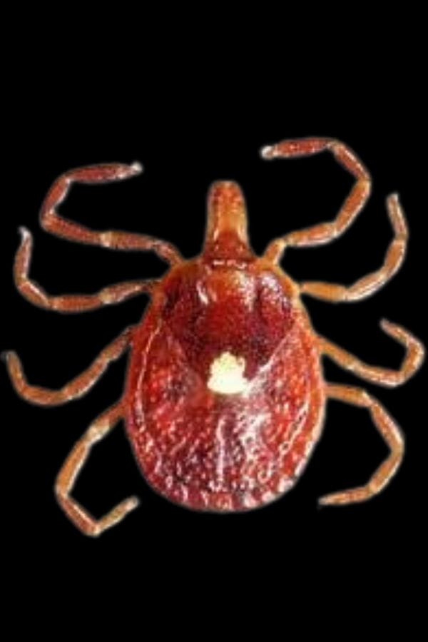 Identifying Ticks in Arkansas - Only In Arkansas
