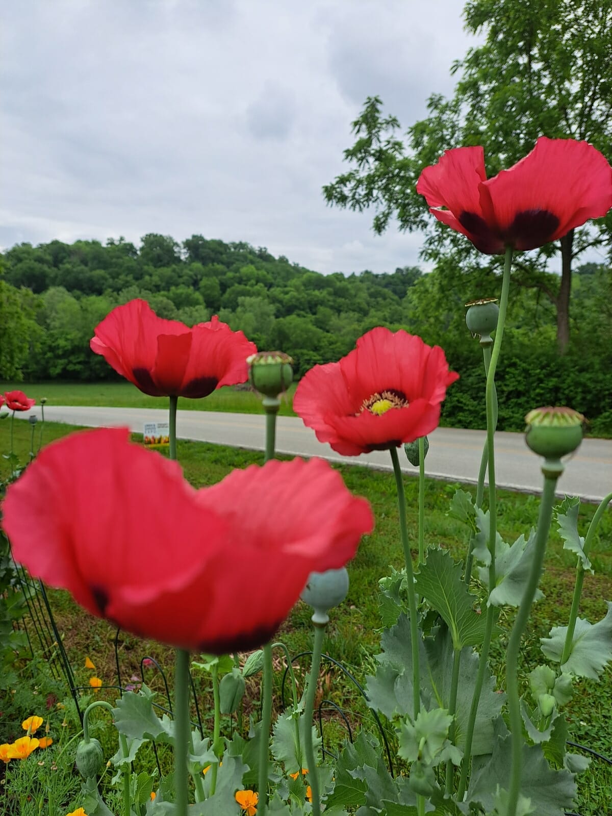 Homegrown Archives - Only In Arkansas