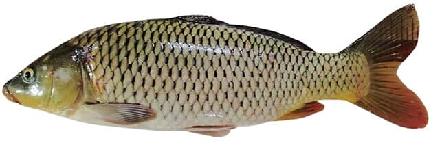 Arkansas Fish Guide: Part 2 - Only In Arkansas