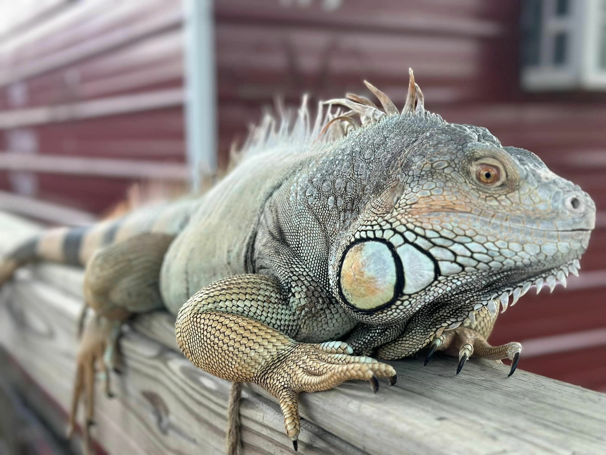 Arkansas Animal Encounters - Only In Arkansas