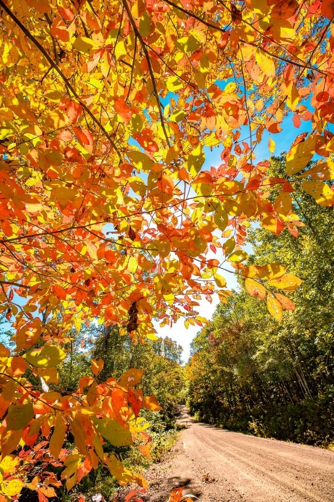 The Best Trees for Fall Colors in Arkansas - Only In Arkansas