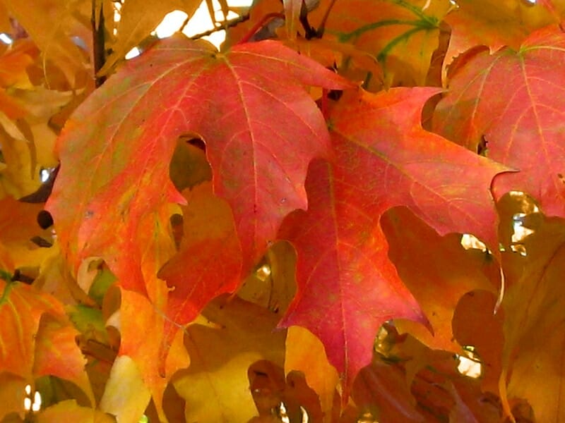The Best Trees for Fall Colors in Arkansas - Only In Arkansas