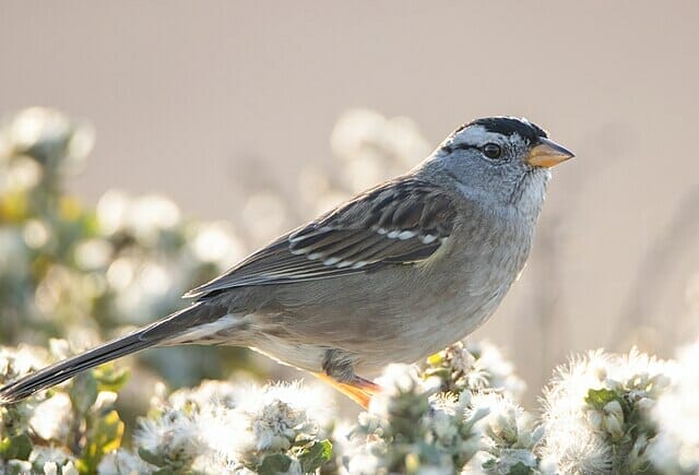 Backyard Arkansas Birds: Winter Residents - Only In Arkansas